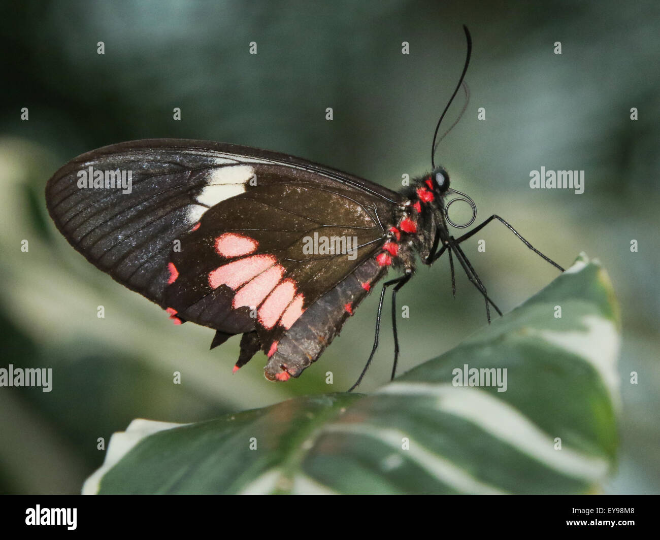 Butterfly. Parides iphidamas, Cattlehearth Butterfly. The Butterfly ...