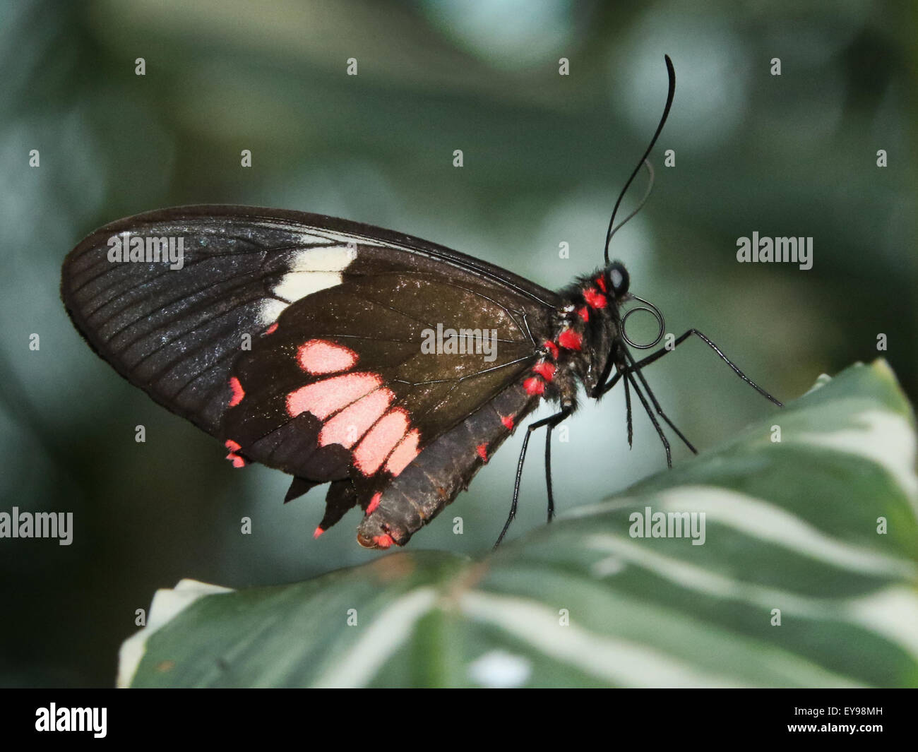 Butterfly. Parides iphidamas, Cattlehearth Butterfly. The Butterfly ...