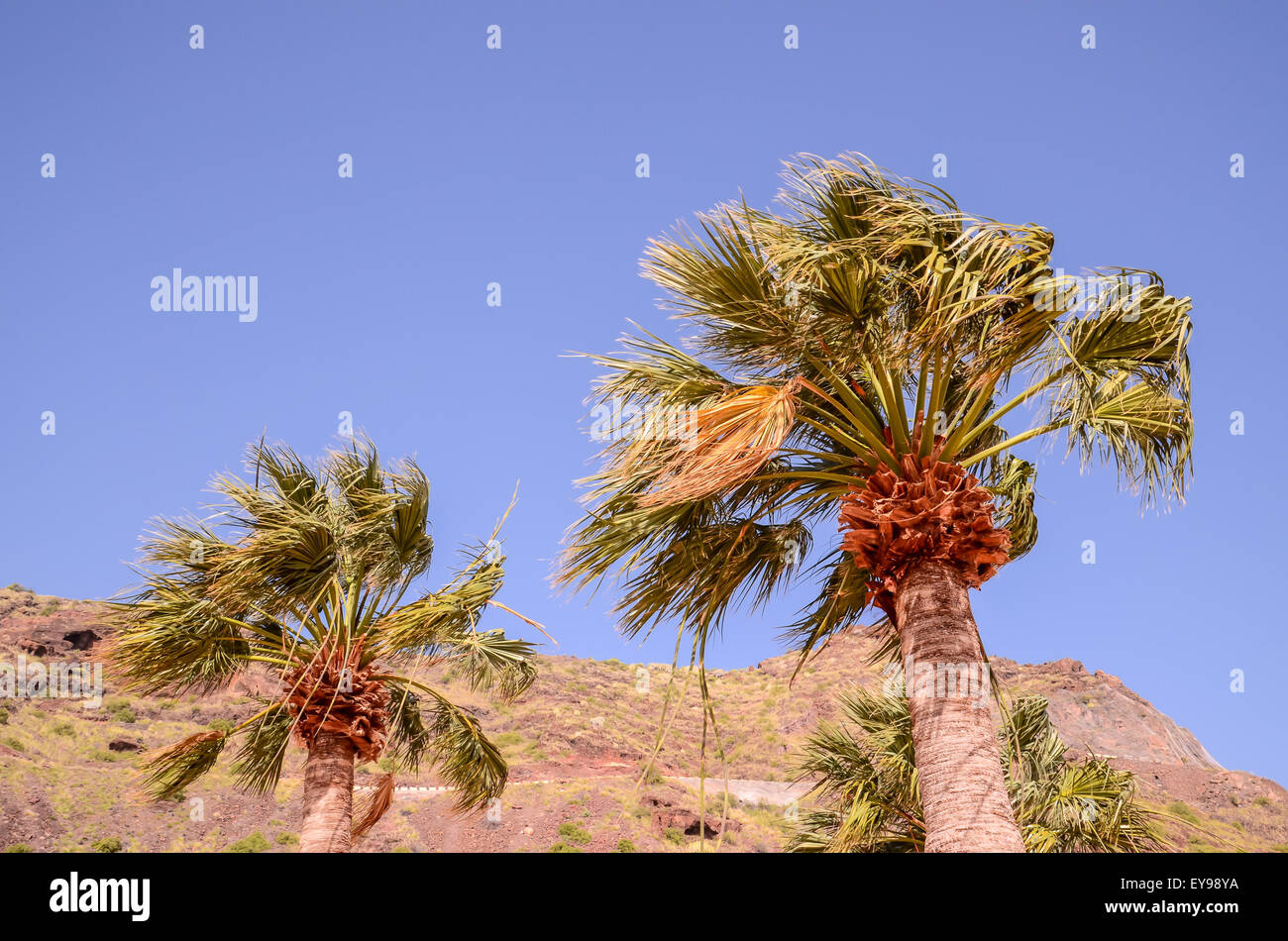 Green Palm Canarian Tree Stock Photo - Alamy