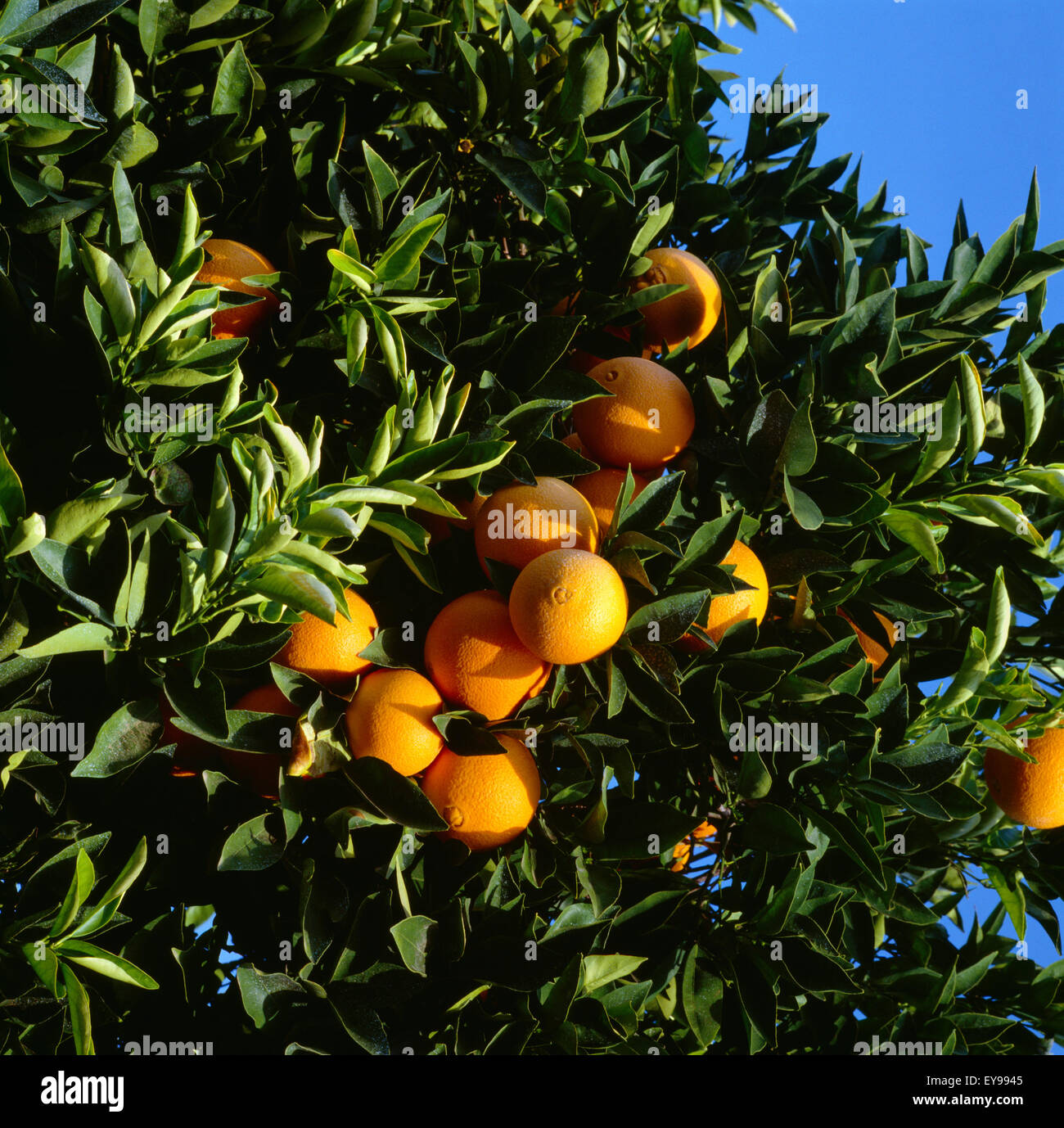 Cluster oranges tree hi-res stock photography and images - Alamy