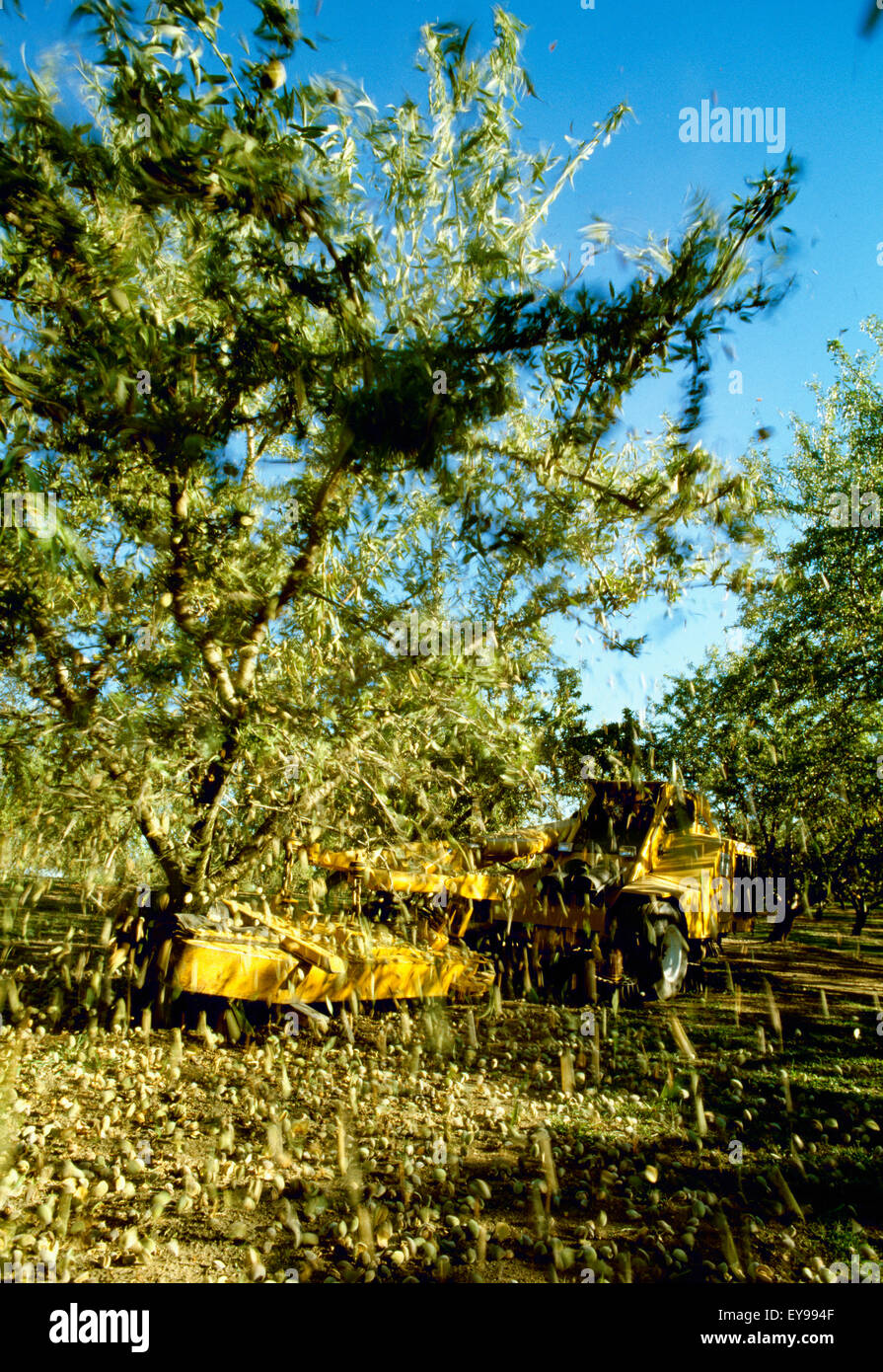 Harvesting almond hi-res stock photography and images - Alamy