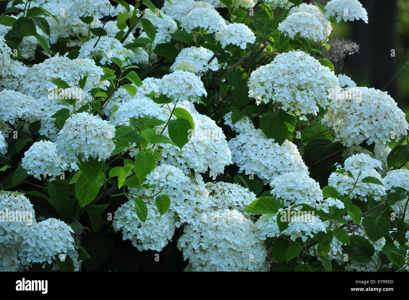 White Hydrangea Flowers Stock Photo - Alamy
