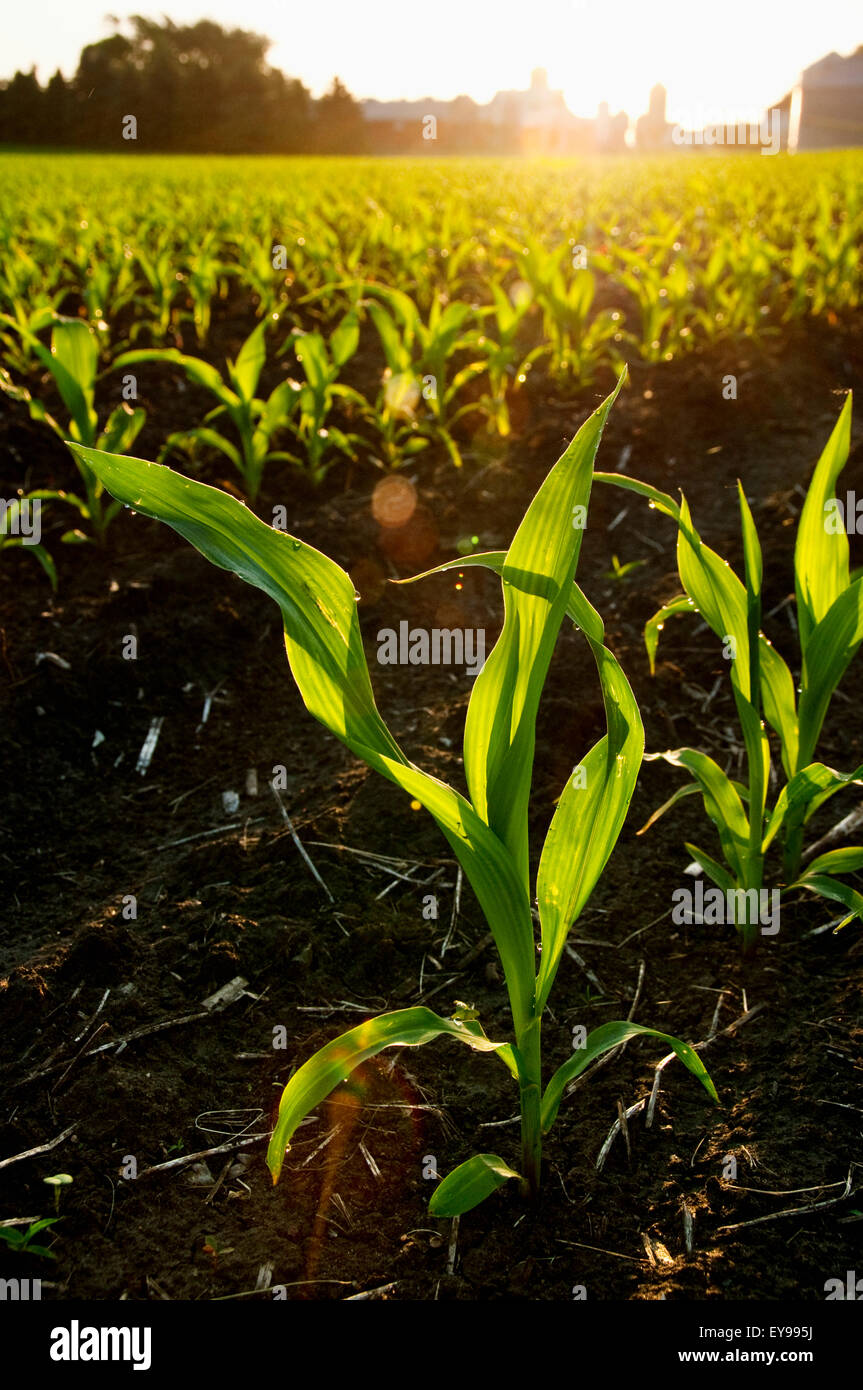 Dirt crop rows corn vertical hi-res stock photography and images - Alamy