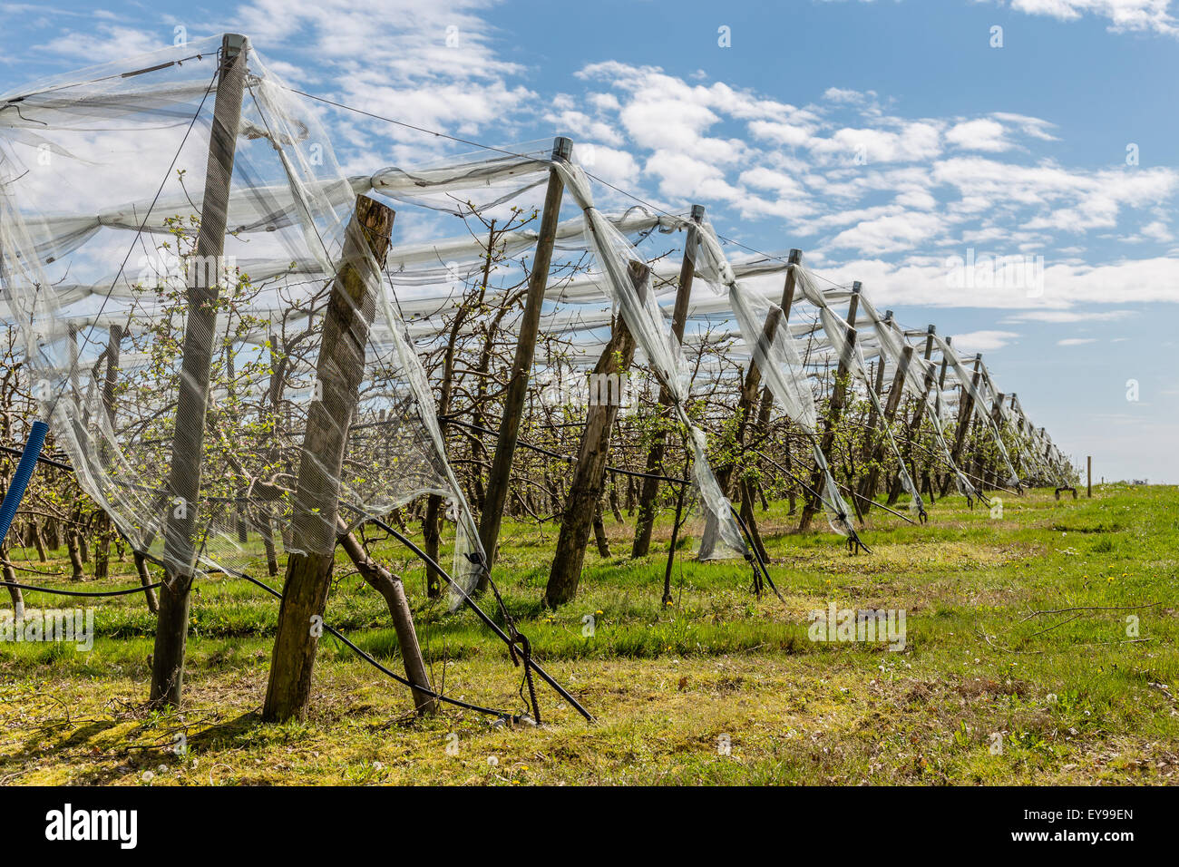 Apple trees cultivation field Stock Photo - Alamy