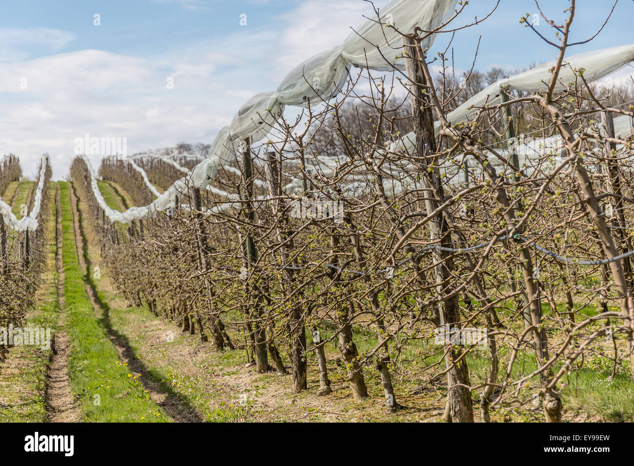 Apple trees cultivation field Stock Photo - Alamy