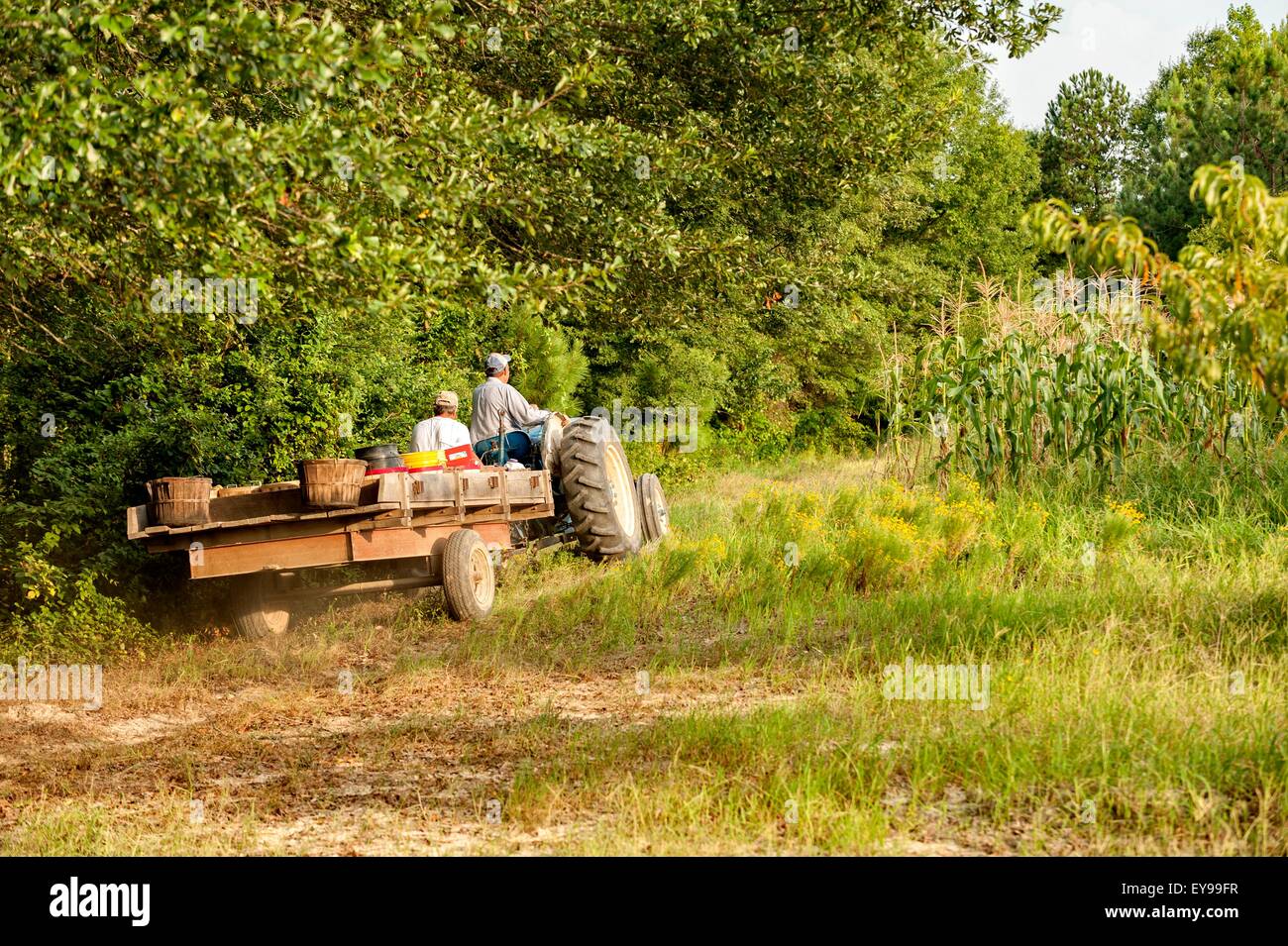 Fred Taylor hitches a ride on the trailer as Truman Reeves drives to ...