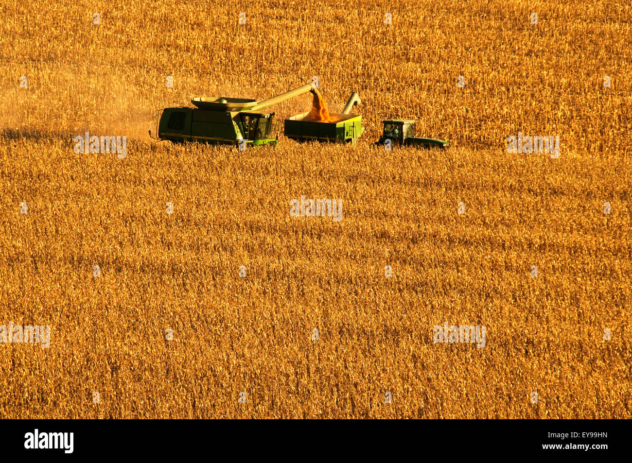 Combine wagons in corn field hi-res stock photography and images - Alamy