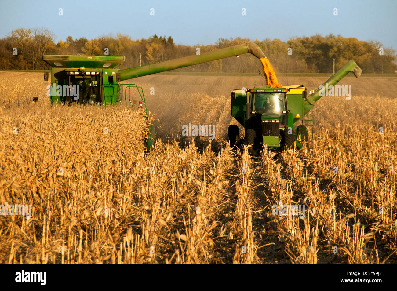 Harvesting grain corn hi-res stock photography and images - Alamy