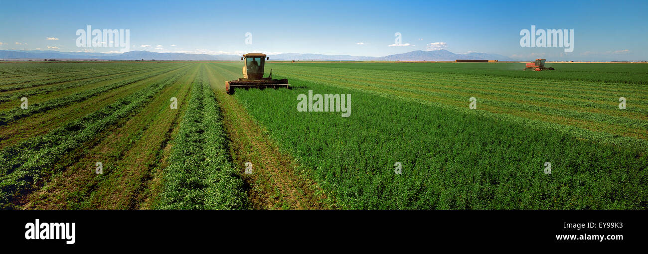 A windrower cuts and windrows alfalfa for drying prior to baling ...