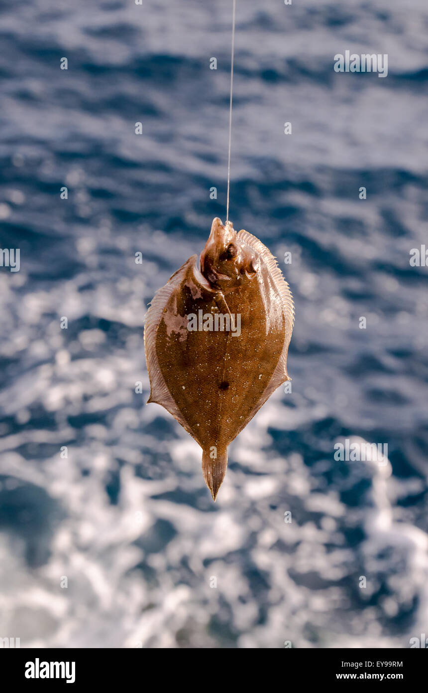 Whole Single Fresh Sole Fish Stock Photo - Alamy