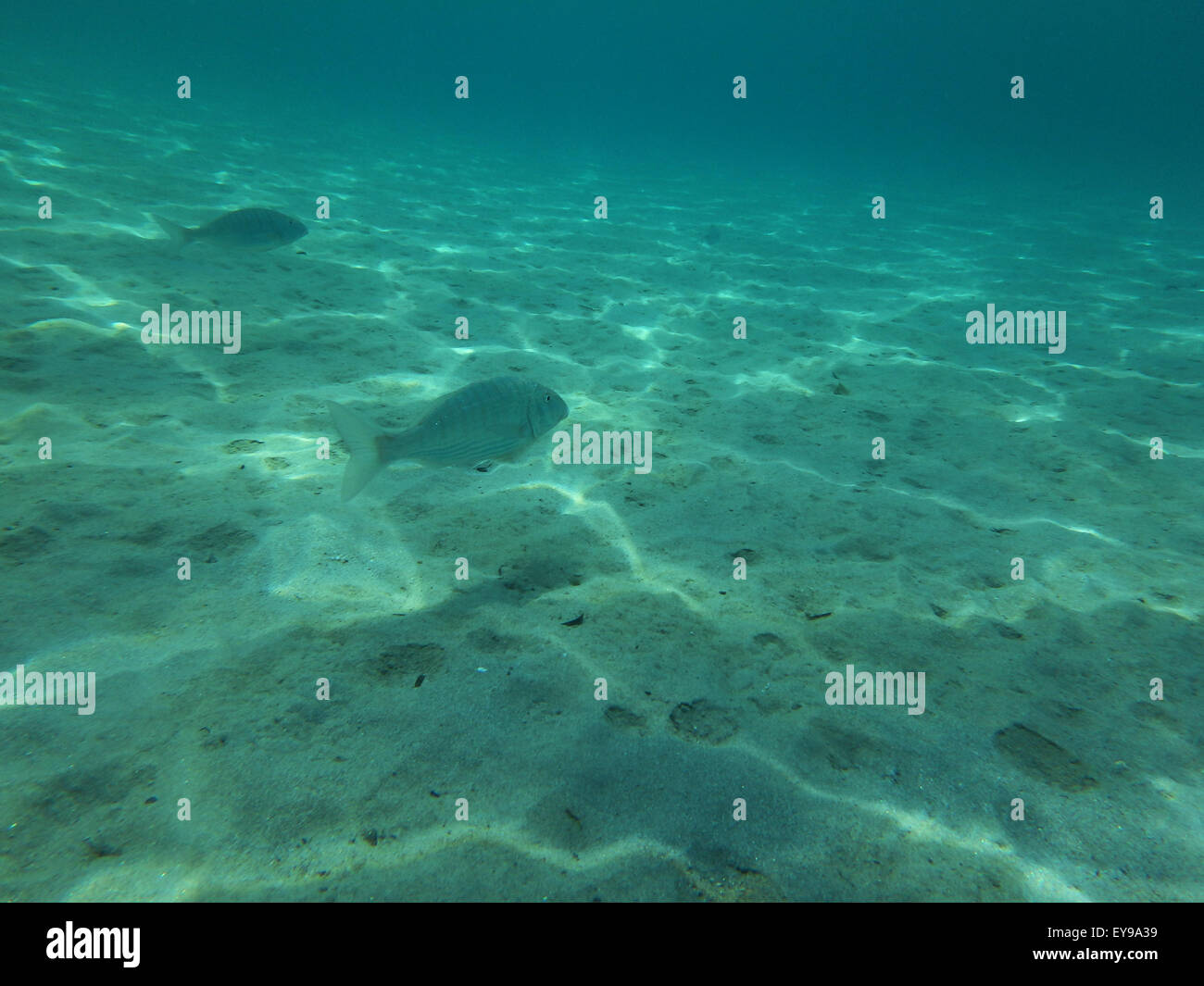 Underwater photography,sea below the surface in shallow and deep waters ...