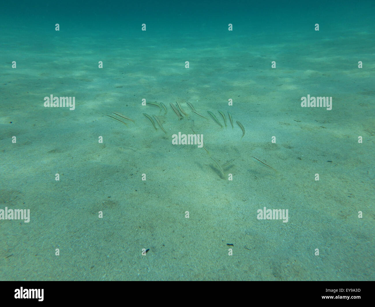 Underwater photography,sea below the surface in shallow and deep waters ...