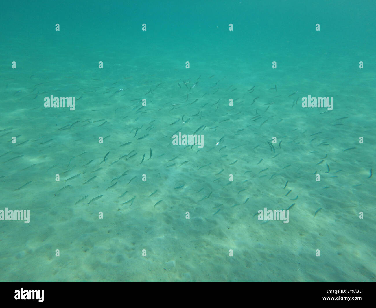 Underwater photography,sea below the surface in shallow and deep waters ...