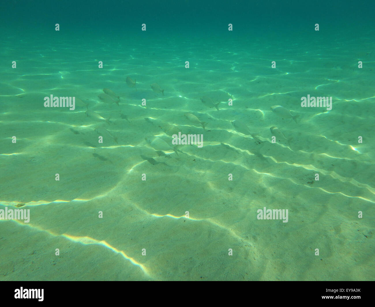 Underwater photo capturing the world bellow the sea level Stock Photo ...