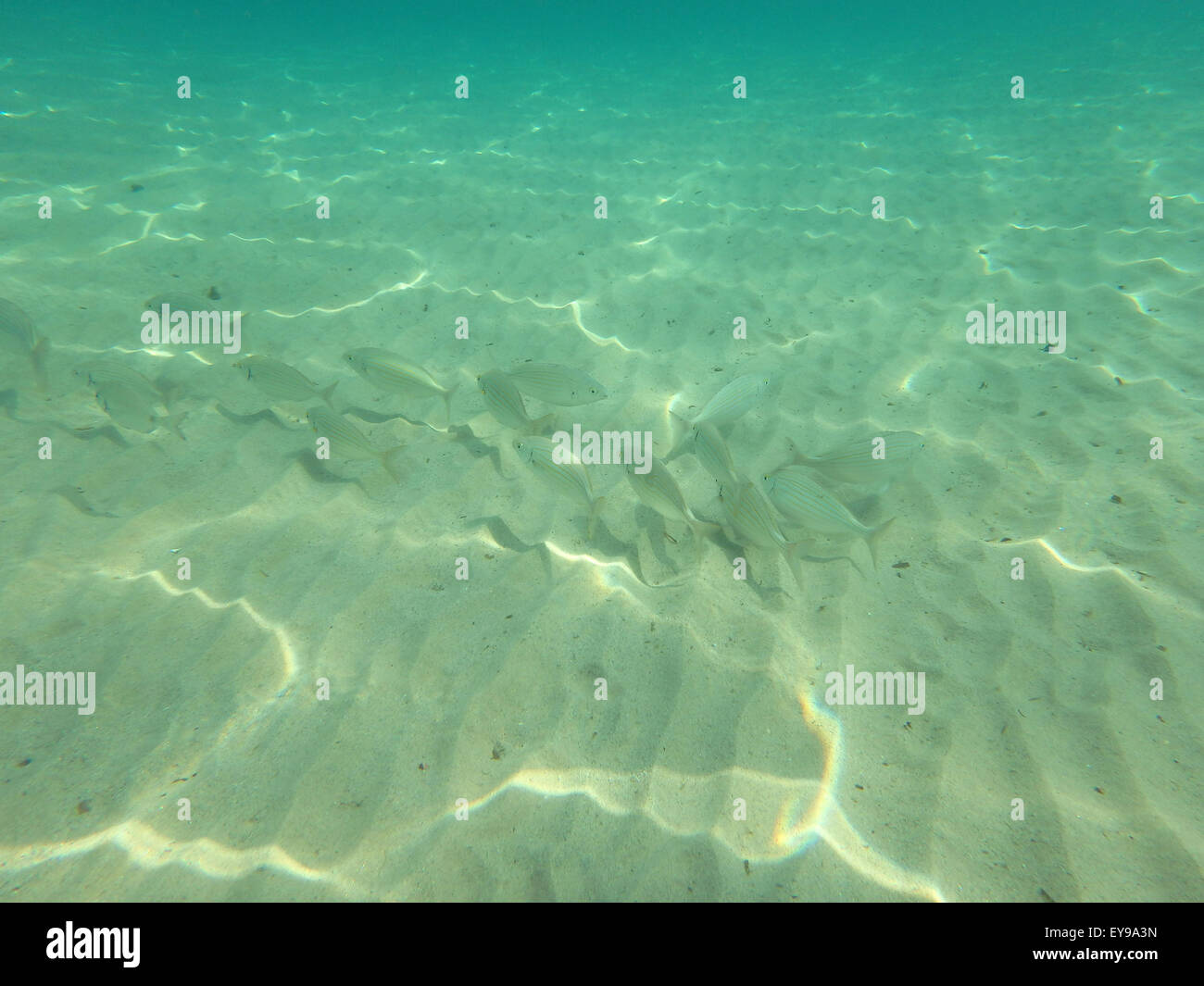 Underwater photo capturing the world bellow the sea level Stock Photo ...