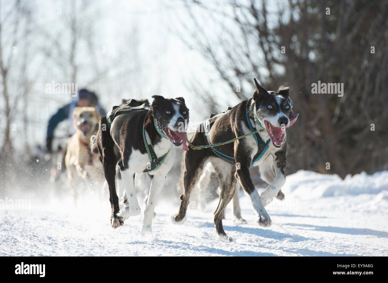 Dogs teams run through the city for the 2011 Fur Rondy World ...