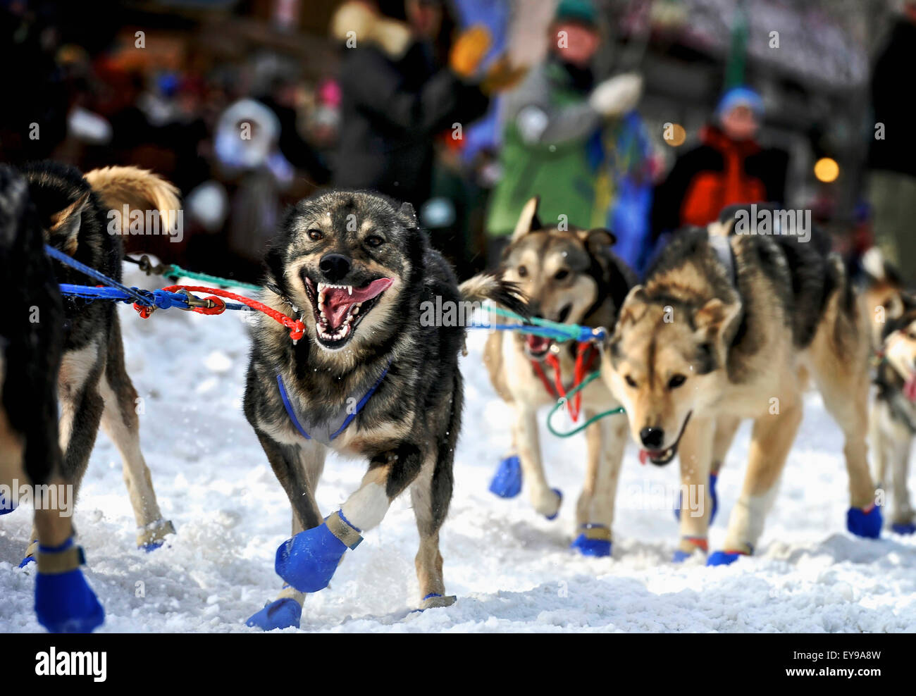 Start of the 2011 Iditarod Race in downtown Anchorage, Alaska Stock ...