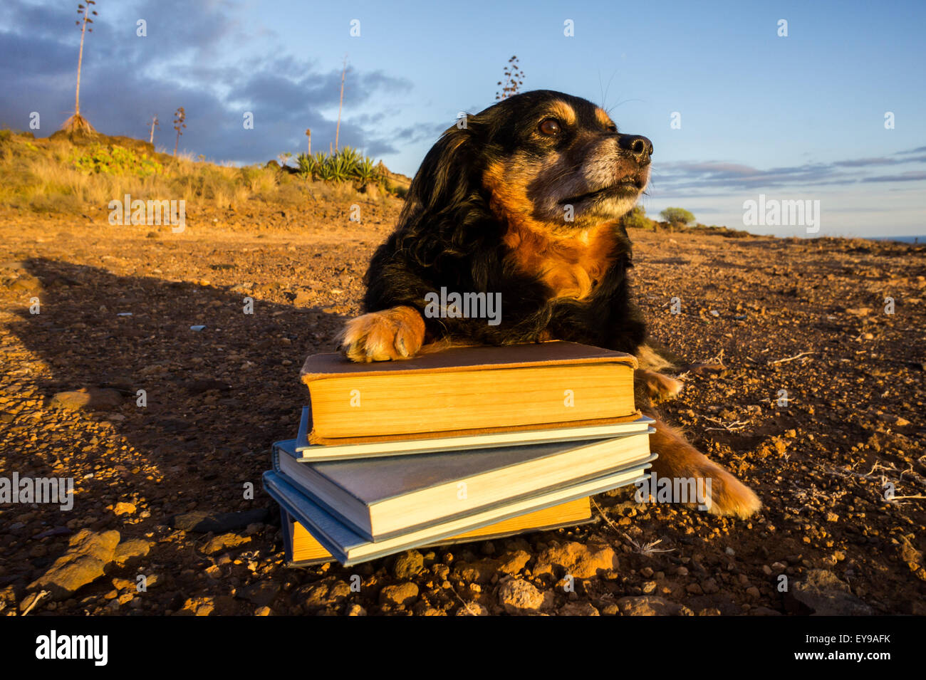 One intelligent Black Dog Reading a Book Stock Photo - Alamy