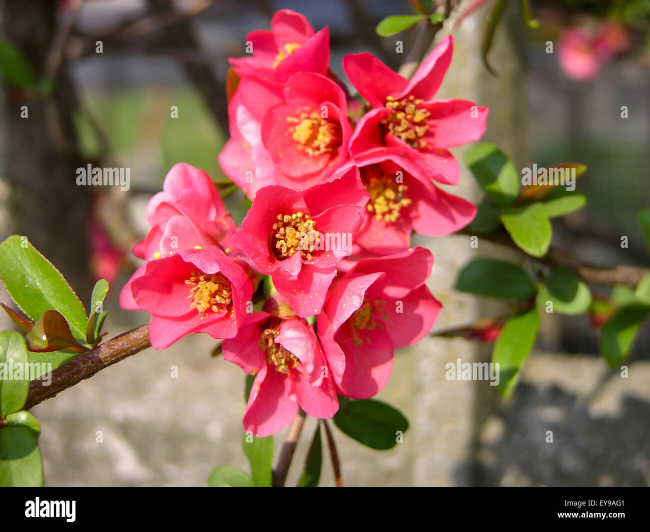 Blooming Fresh Colored Flower Stock Photo - Alamy