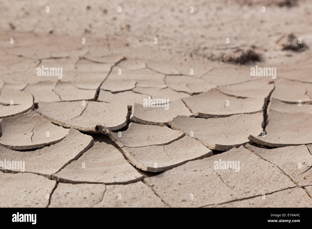 Dried out mud cracks into pieces and lifts on the edges from drought ...