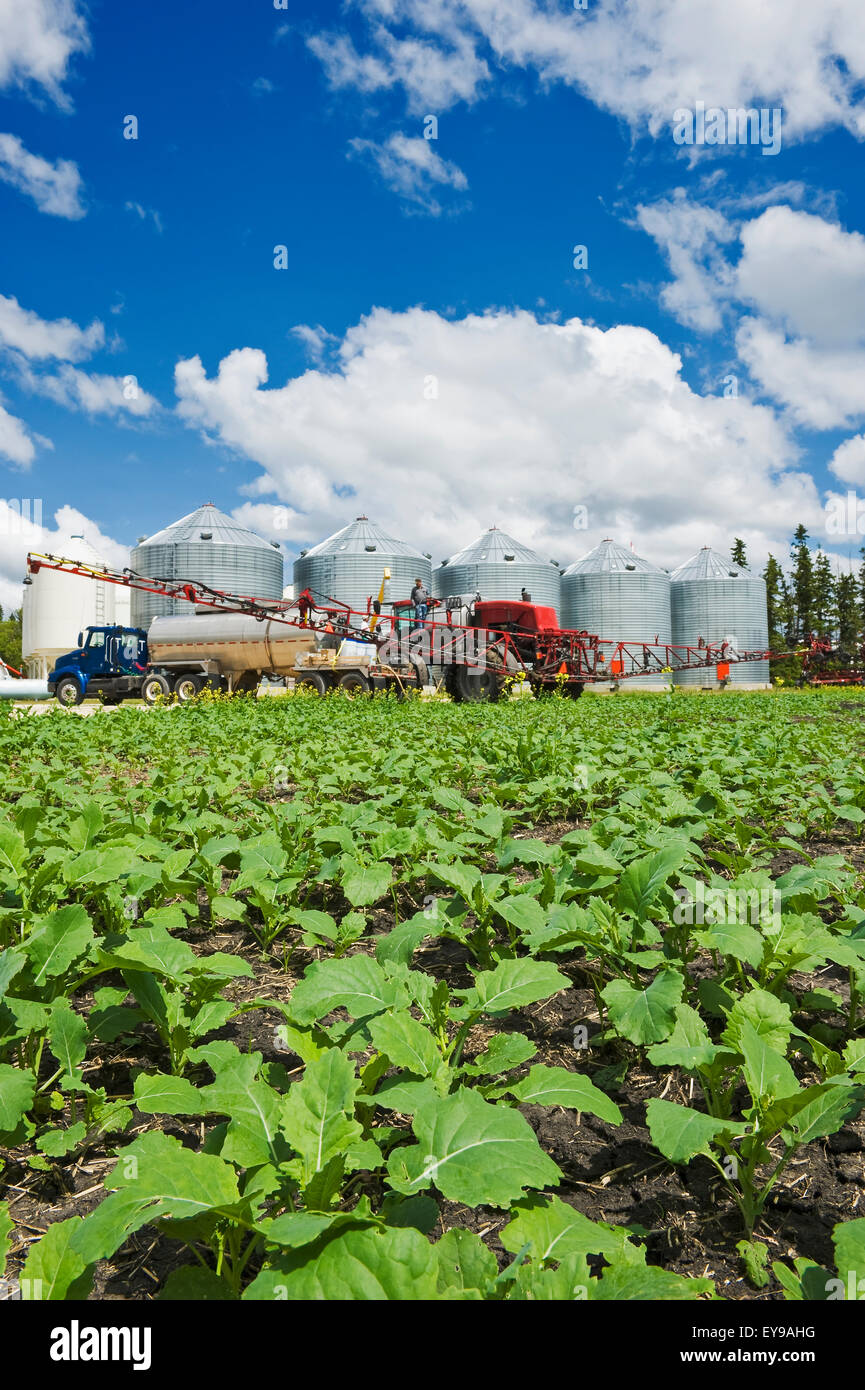 Early growth canola with farmer loading high clearance spraying ...