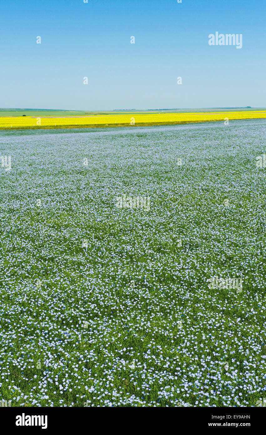 Flowering flax field, near Ponteix; Saskatchewan, Canada Stock Photo ...