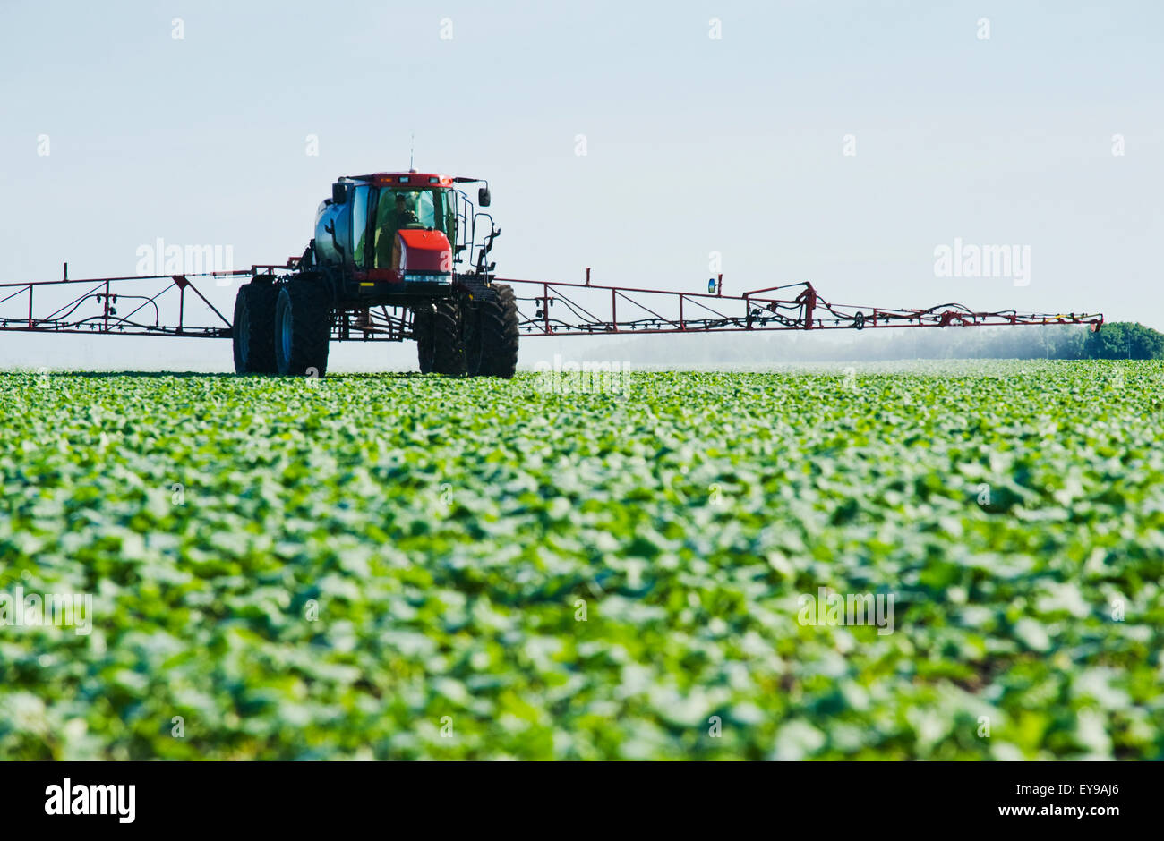A high clearance sprayer applies herbicide to early growth canola, near ...
