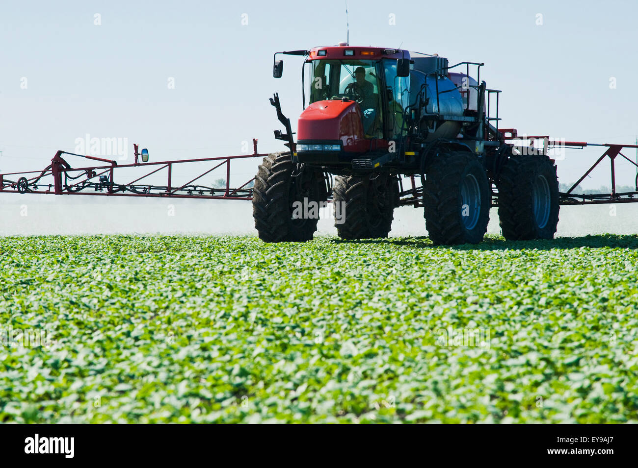 A high clearance sprayer applies herbicide to early growth canola, near ...