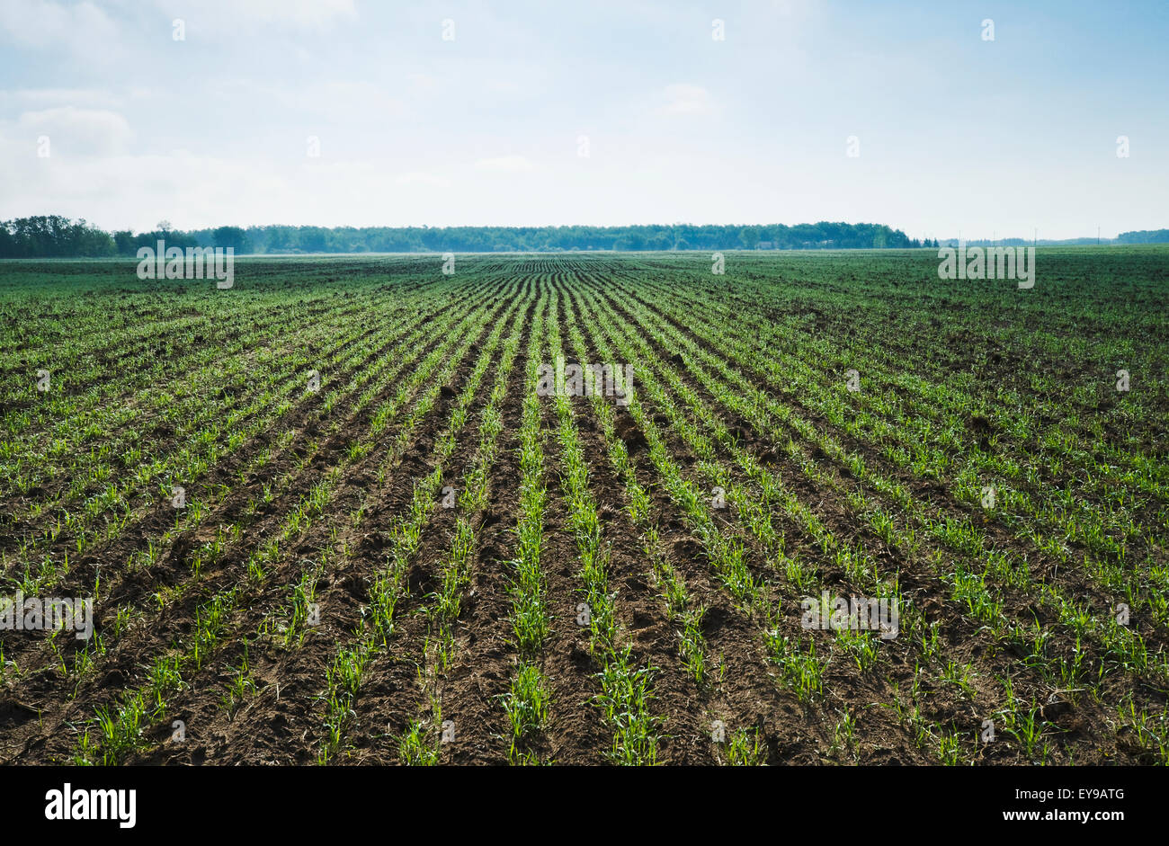Early growth wheat field hi-res stock photography and images - Alamy