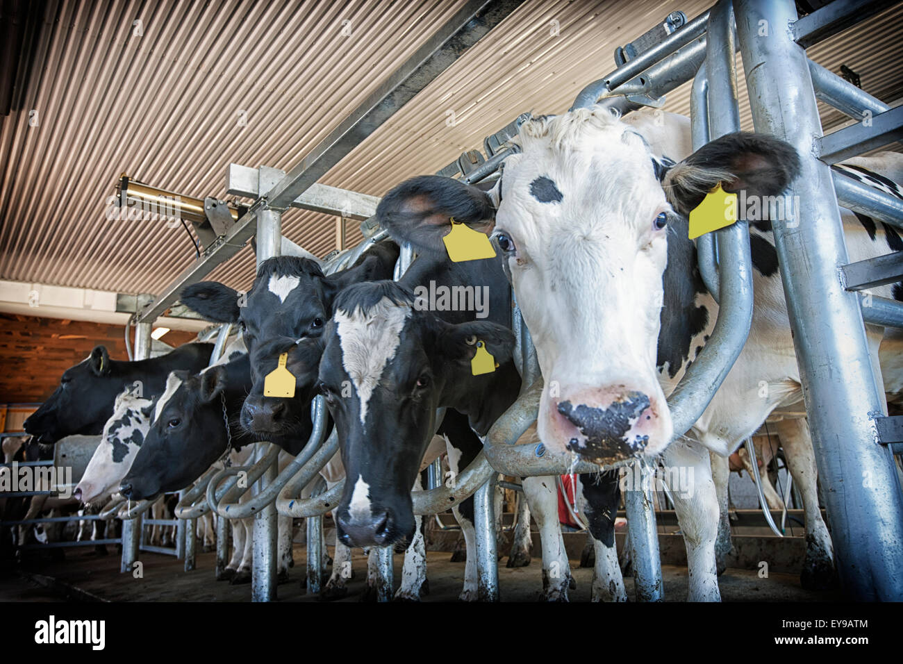 Holstein cows lined up in milking stall; Lancaster, Pennsylvania ...