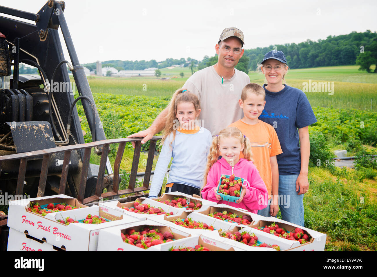 Strawberry harvest women working hi-res stock photography and images ...