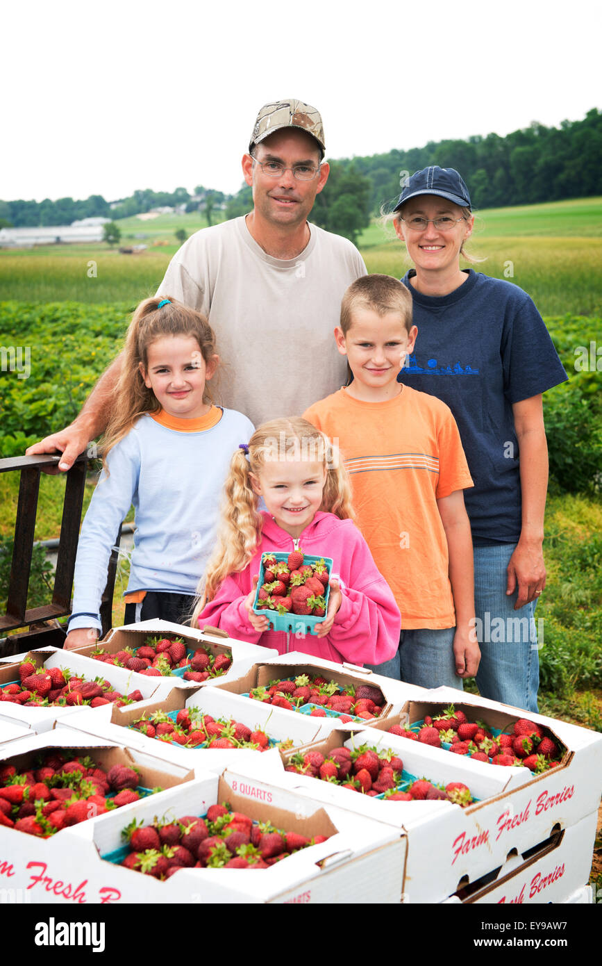 Strawberry harvest women working hi-res stock photography and images ...