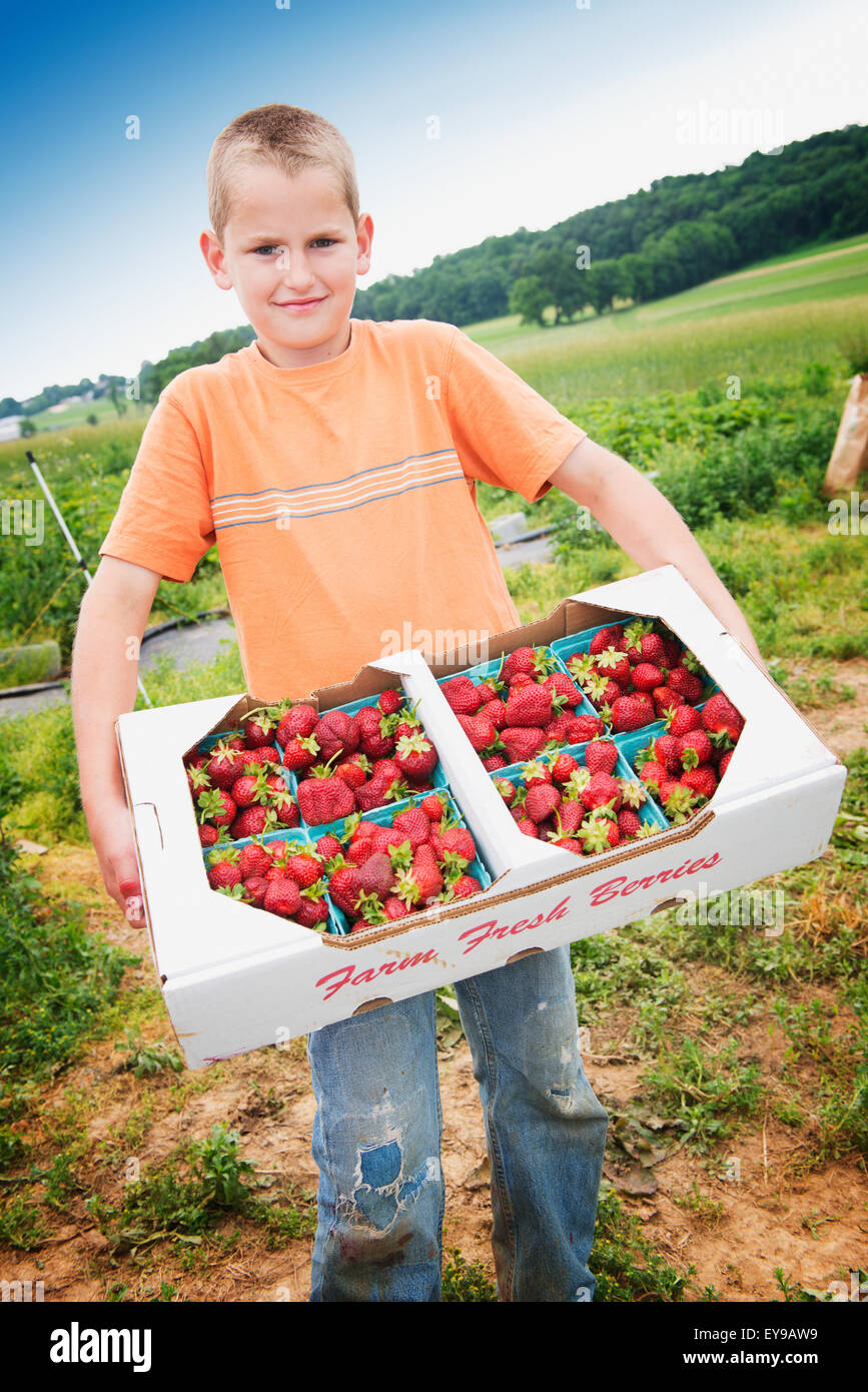 Pennsylvania Strawberries High Resolution Stock Photography and Images ...