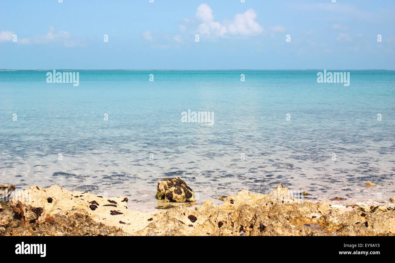Coral on romantic beach hi-res stock photography and images - Alamy