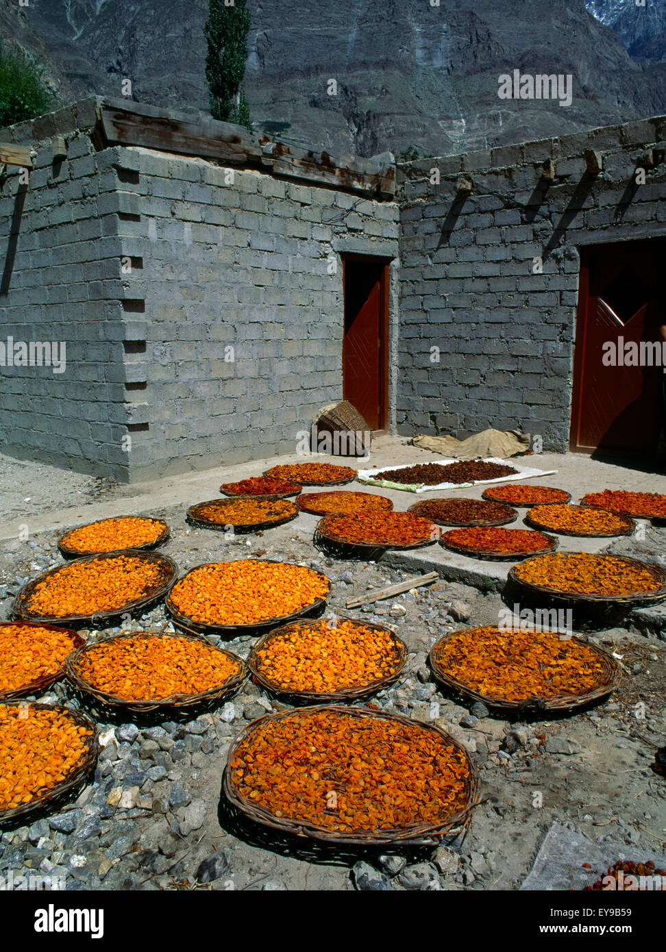 Hunza apricots pakistan hi-res stock photography and images - Alamy