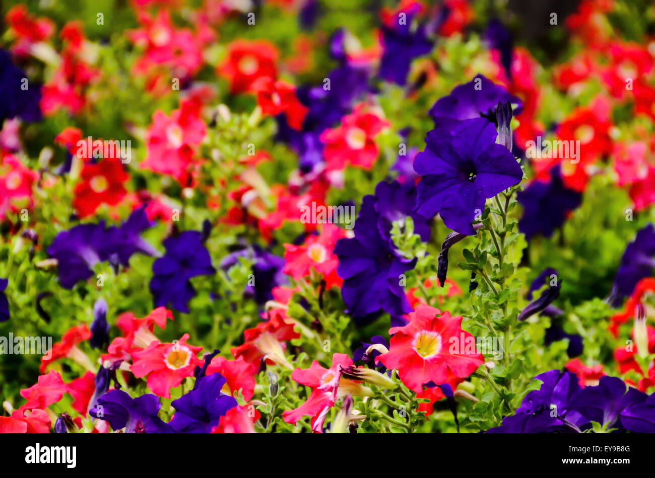 Violet and Pink Flowers Stock Photo - Alamy