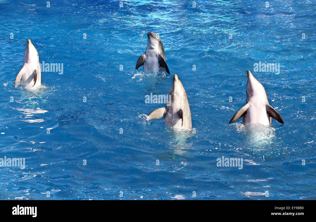 Four Dolphins performing in amusement park Stock Photo - Alamy