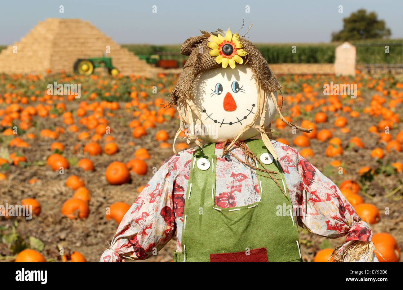 Scarecrow in autumn pumpkin field Stock Photo - Alamy