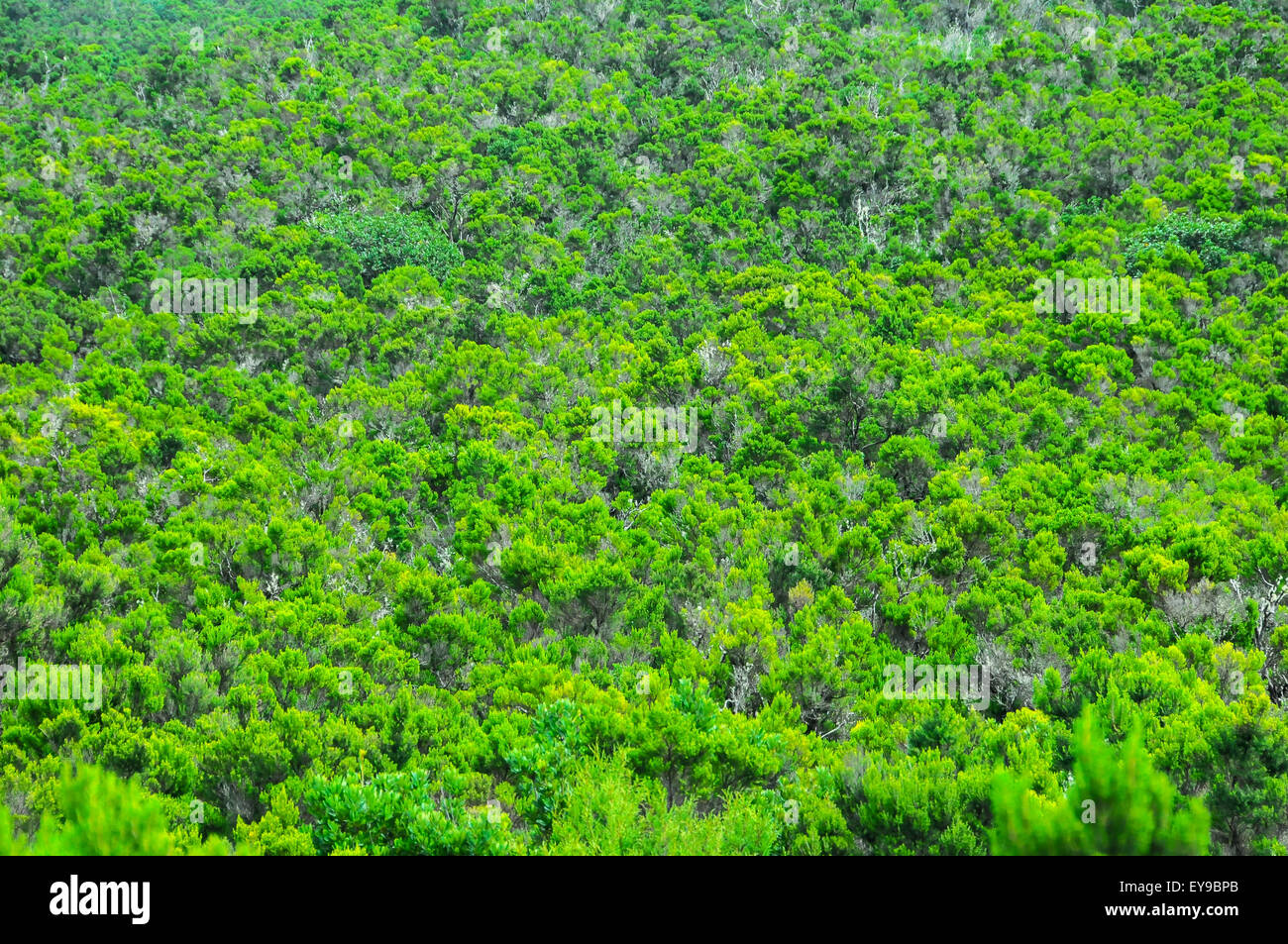 Wild Forest Pine Tree Leaves Texture Stock Photo - Alamy