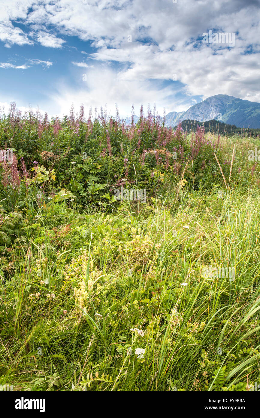 With fireweed in foreground hi-res stock photography and images - Alamy