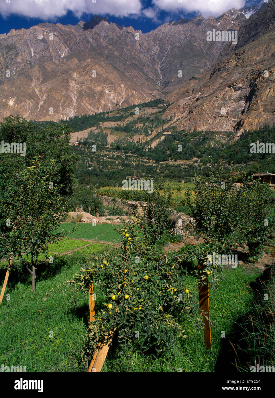 Hunza Valley Pakistan Near Karimabad Apple Trees Irrigated Terraced ...