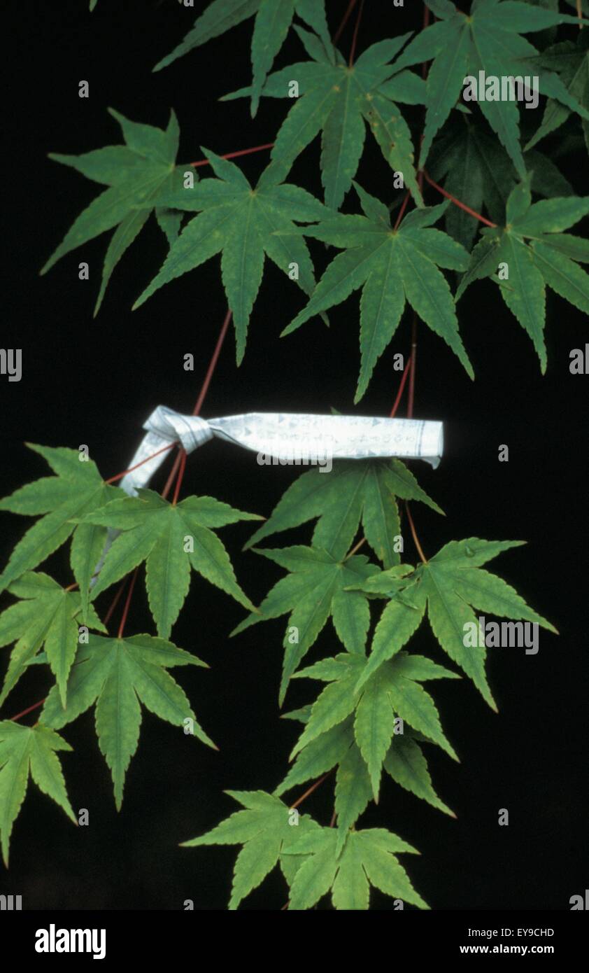 Maple Twigs Tied Together With Strap Stock Photo - Alamy