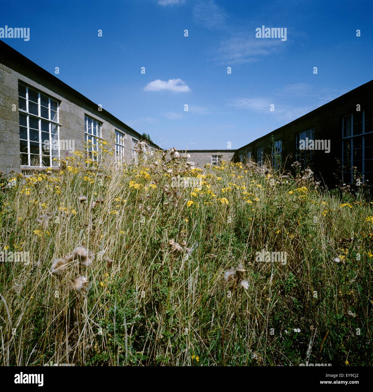 Overgrown yard outside building hi-res stock photography and images - Alamy