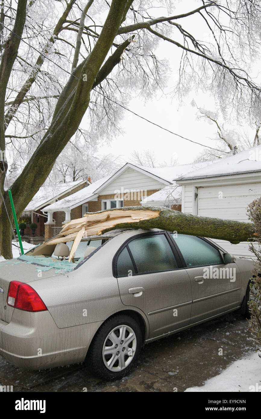 Tree branch fallen on car after ice storm in Leaside neighborhood ...