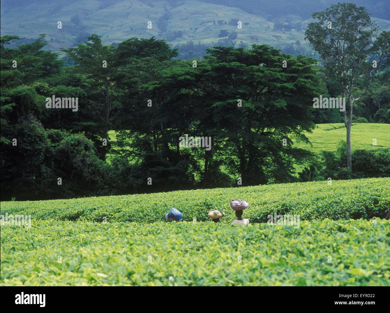 Women With Loads On Heads Walking Down Road In Lujeri Tea Estate ...