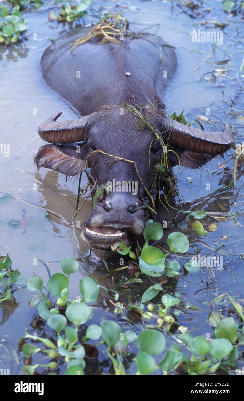 Water Buffalo Swimming, Elevated View Stock Photo - Alamy