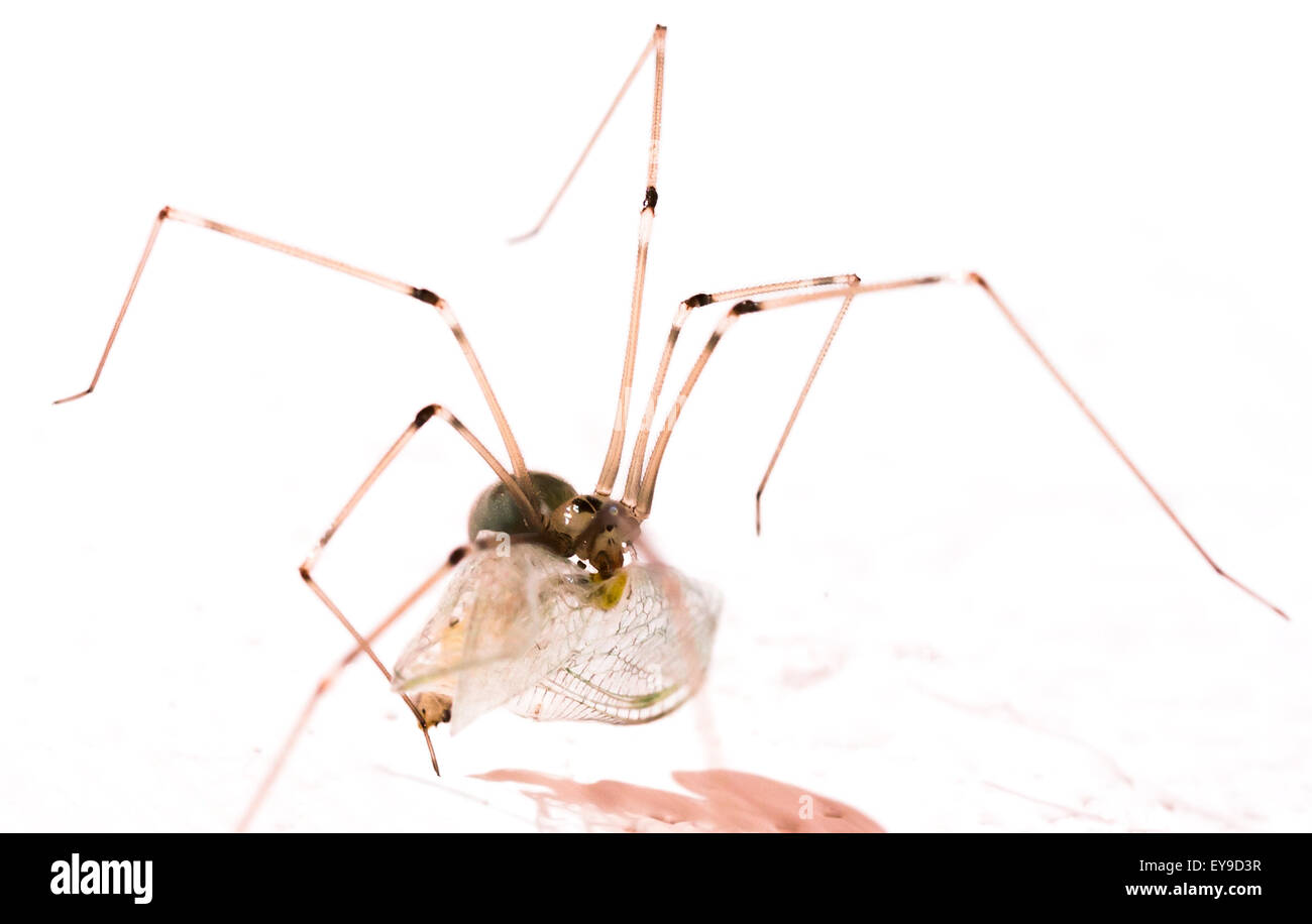 Close up daddy long legs spider hi-res stock photography and images - Alamy