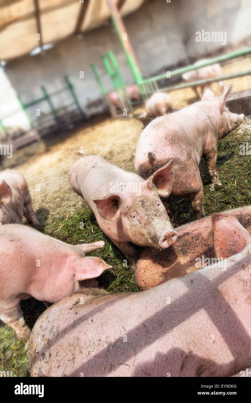 Muddy pigs pig sty hi-res stock photography and images - Alamy