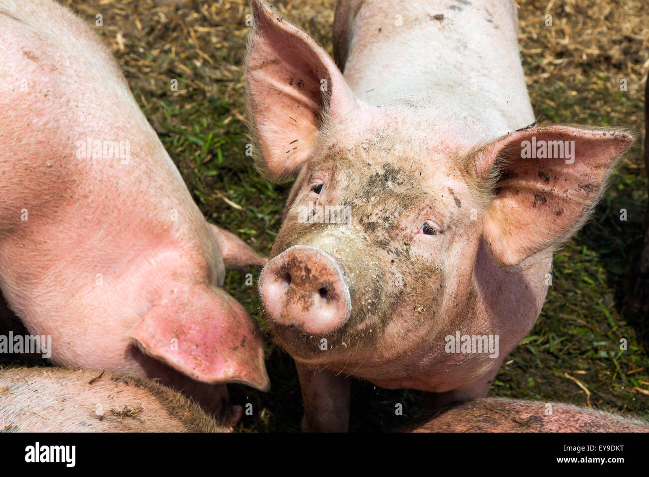 Dirty pig hi-res stock photography and images - Alamy