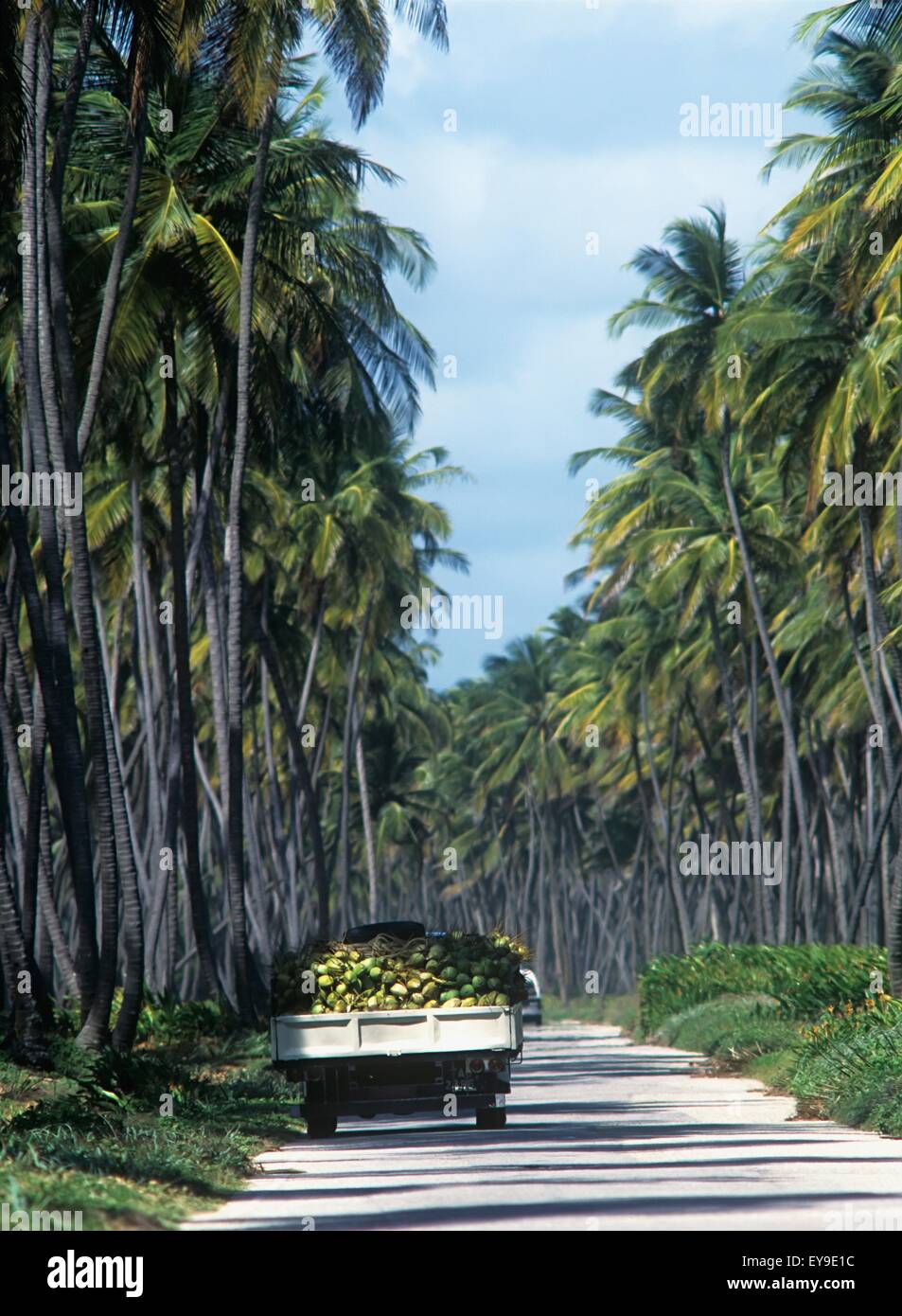Coconut Truck Travelling Through Manzanilla Coconut Grove Stock Photo ...